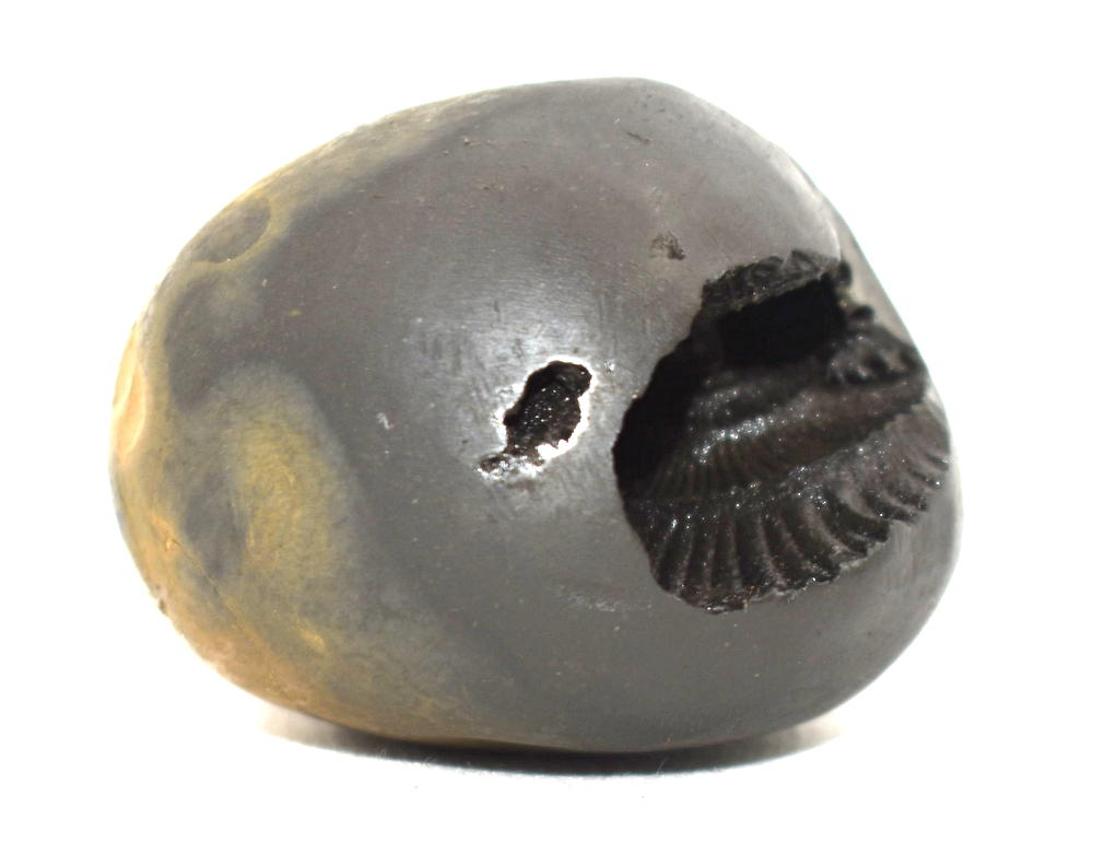 Vishnu Shaligram – Rudraksh Guru